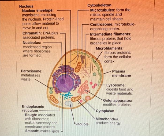 Solved Nucleus Cytoskeleton Nuclear envelope: Microtubules: | Chegg.com