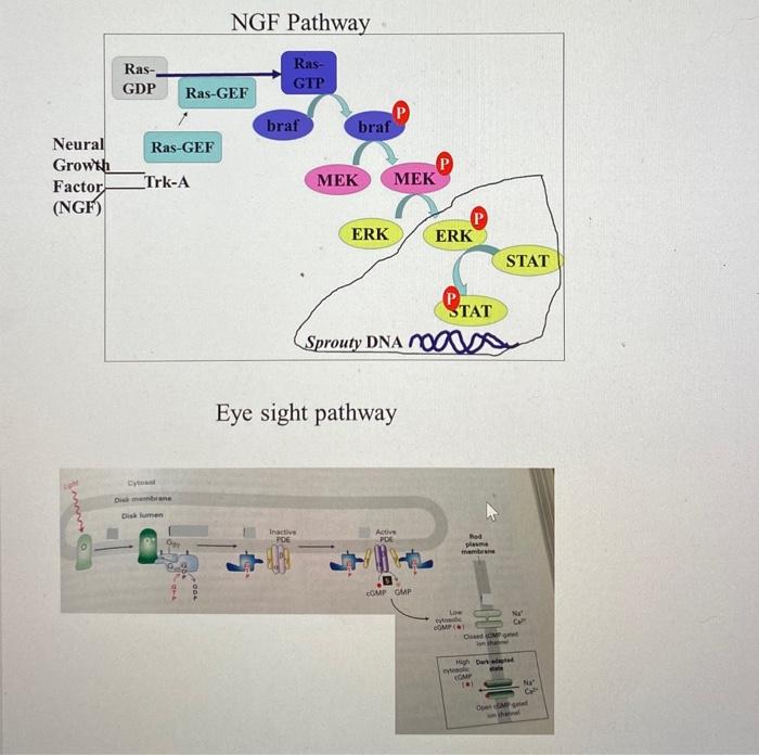 Solved During our cell signaling lectures we showed a couple | Chegg.com