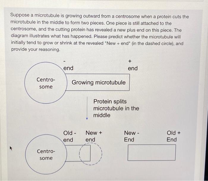 Solved Suppose a microtubule is growing outward from a | Chegg.com