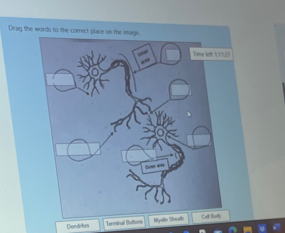 Solved Drag the words to the correct place on the image. | Chegg.com