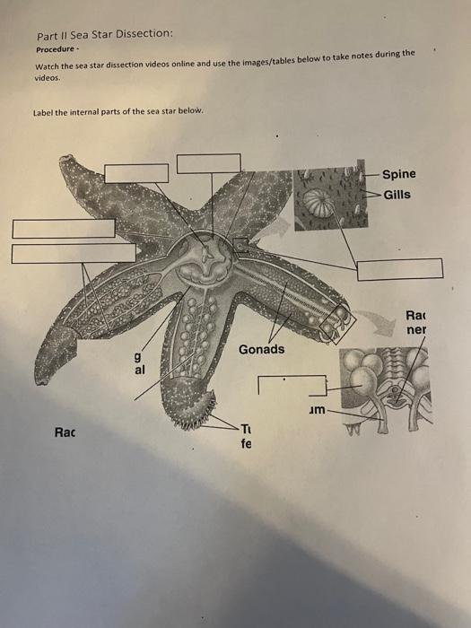Solved Part II Sea Star Dissection: Procedure - Watch the | Chegg.com