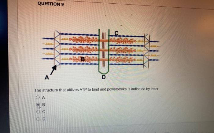 Solved QUESTION 9 The structure that utilizes ATP to bind | Chegg.com