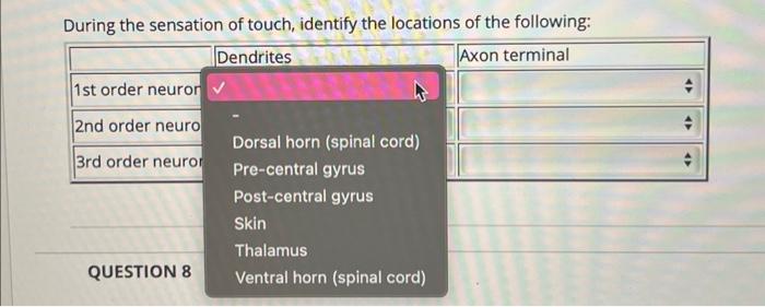 Solved During the sensation of touch, identify the locations | Chegg.com