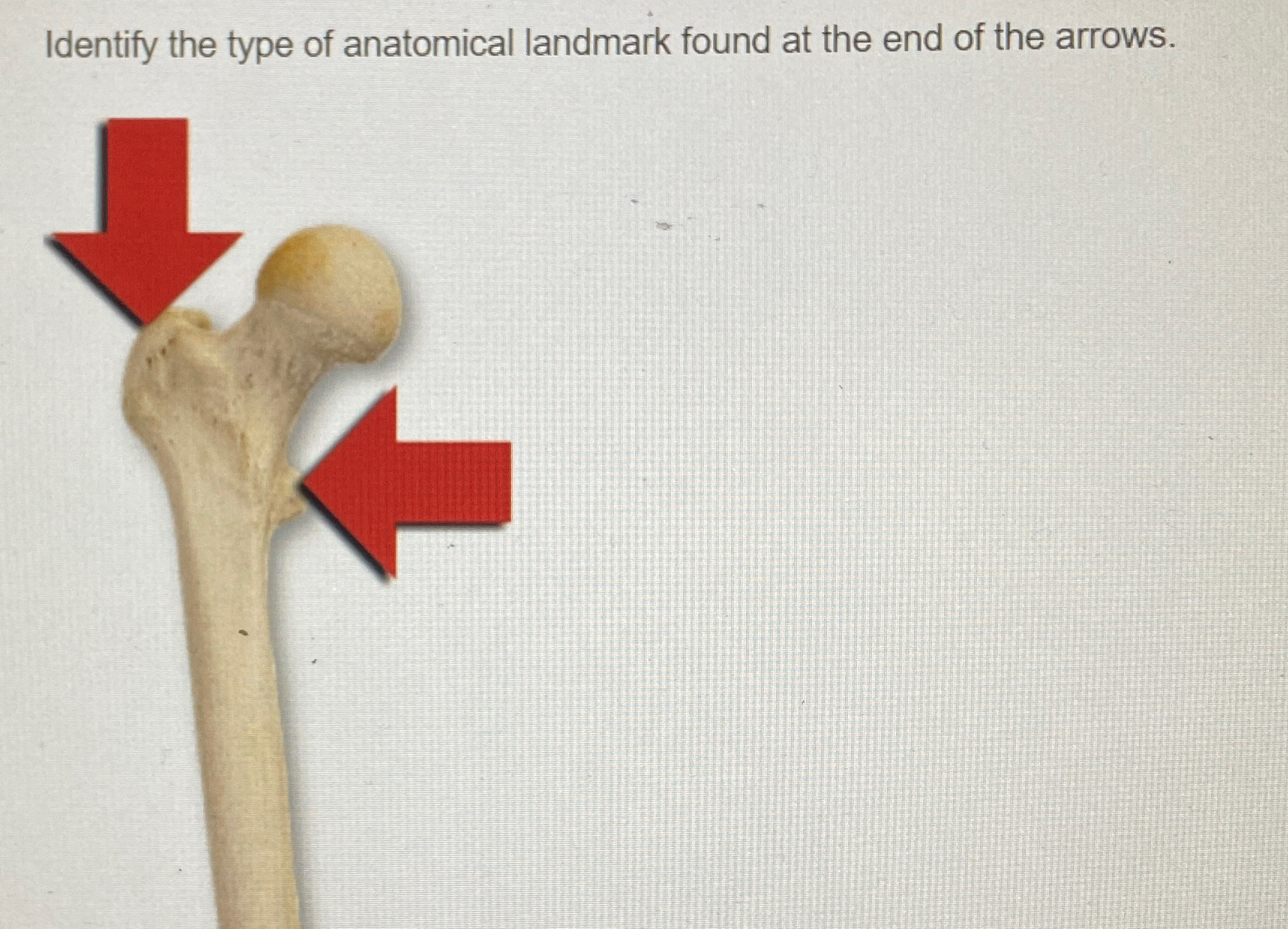 Solved Identify the type of anatomical landmark found at the | Chegg.com