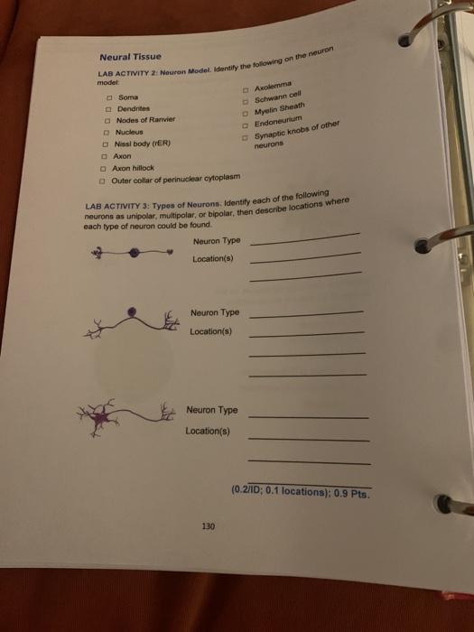 Solved LAB ACTIVITY 2 Neuron Model Identify the following on | Chegg.com