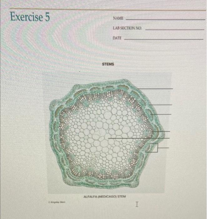 Solved Exercise 5 NAME LAB SECTION NO. DATE STEMS ALFALFA | Chegg.com