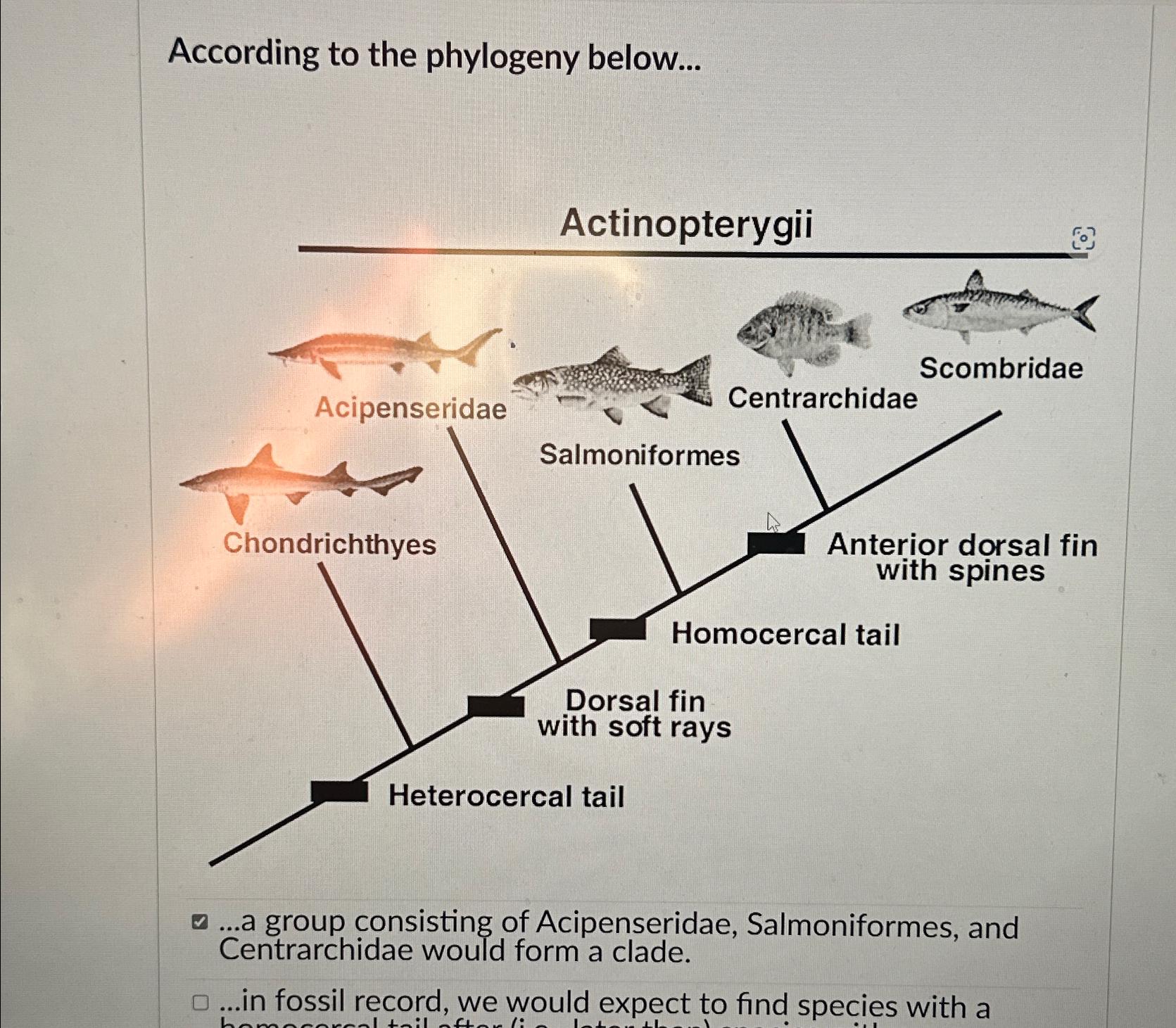 Solved According to the phylogeny | Chegg.com