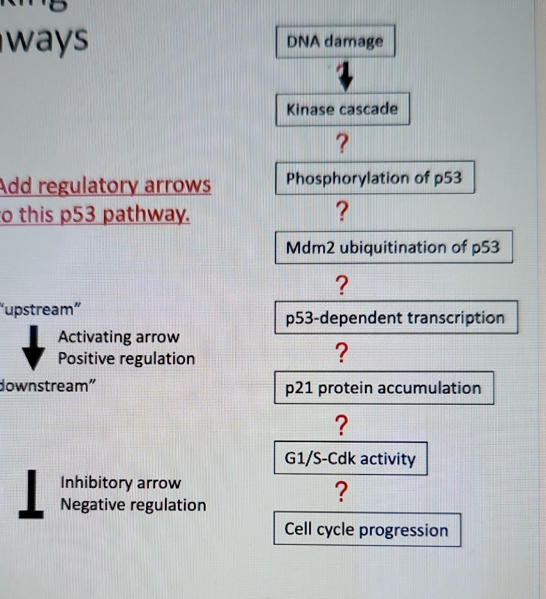 Draw a linear regulatory pathway that describes this | Chegg.com