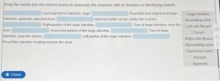 Solved Drag the words into the correct boxes to associate | Chegg.com