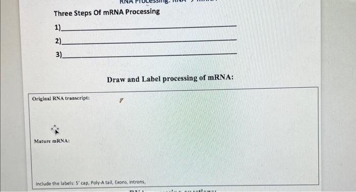Solved Three Steps Of mRNA Processing 1) 2) 3) Draw and | Chegg.com