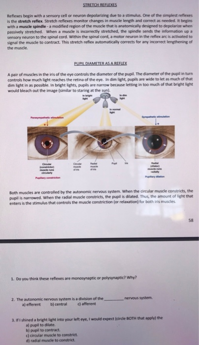 Solved STRETCH REFLEXES Reflexes begin with a sensory cell | Chegg.com