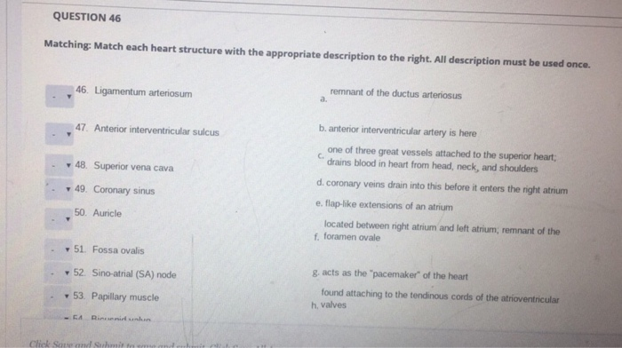 Solved QUESTION 46 Matching: Match each heart structure with | Chegg.com