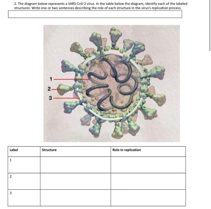 Solved 2. The diagram below represents a SARS-CoV-2 virus. | Chegg.com