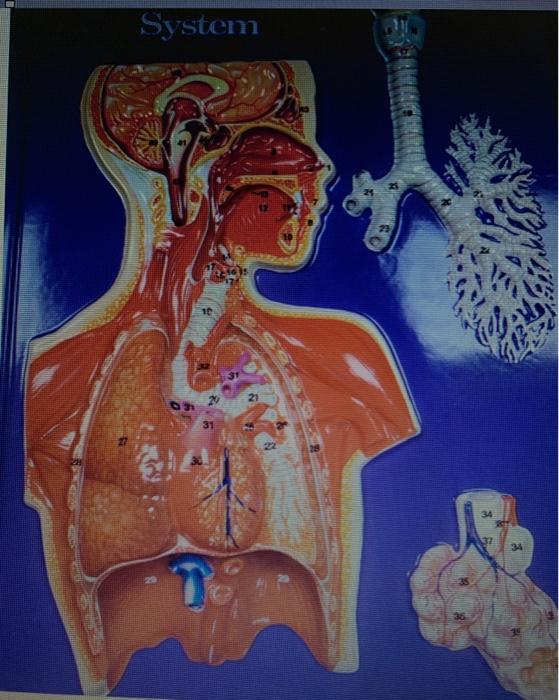 Solved please label these on this human respitory system | Chegg.com