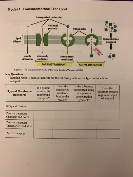 Solved Model 1: Transmembrane Transport transported molecule | Chegg.com