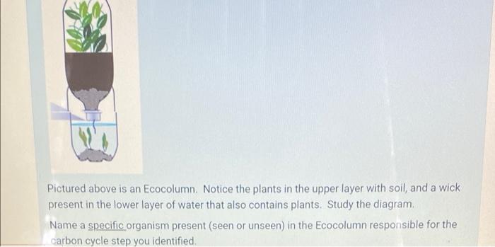 Solved Pictured above is an Ecocolumn. Notice the plants in | Chegg.com
