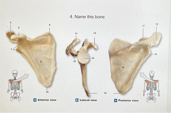 Solved 4. Name this bone | Chegg.com