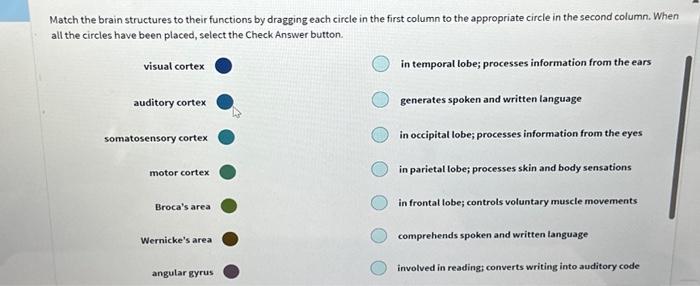 Solved Match the brain structures to their functions by | Chegg.com
