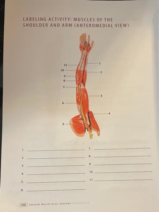 Solved LABELING ACTIVITY: MUSCLES OF THE SHOULDER AND ARM | Chegg.com