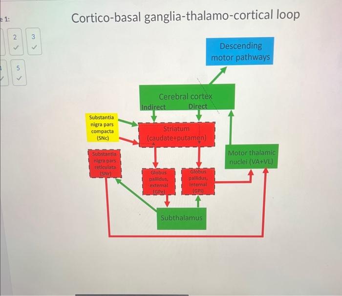 Cortico-basal ganglia-thalamo-cortical loopWhat would | Chegg.com