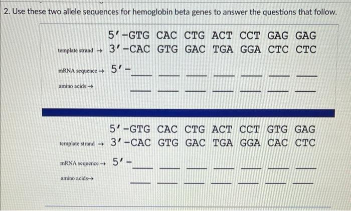 Solved 2. Use these two allele sequences for hemoglobin beta | Chegg.com