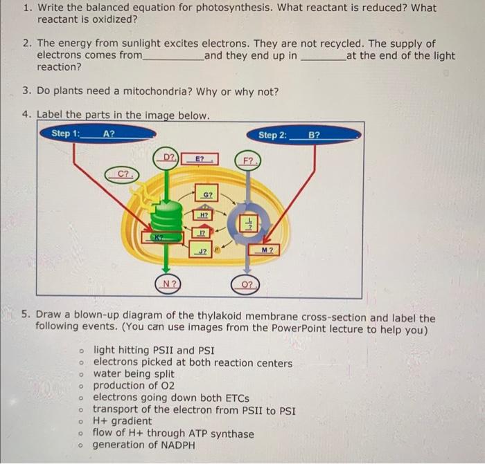 Solved 1. Write the balanced equation for photosynthesis. | Chegg.com