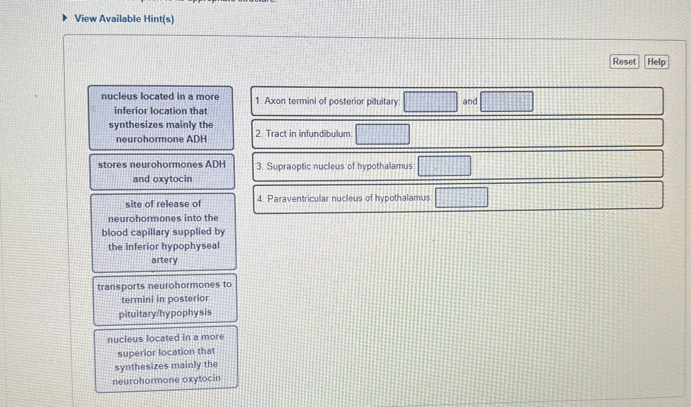 Solved View Available Hint(s)ResetHelpnucleus located in a | Chegg.com