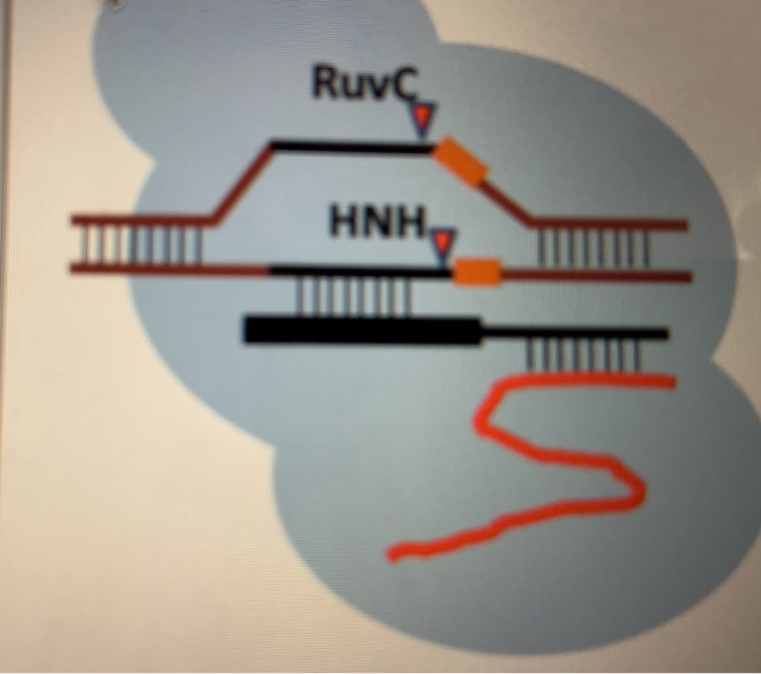 Solved Ruvc ΗΝΗ. ΠΙΙΙΙΙΙ | Chegg.com