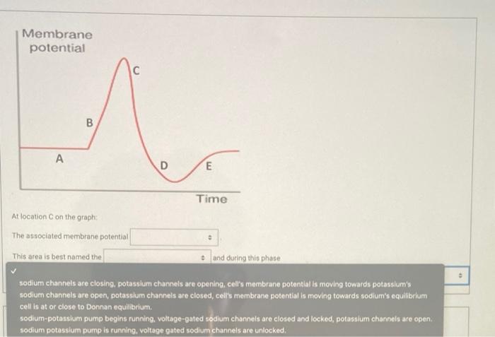 Solved At location C on the graph The as sociated membrane | Chegg.com