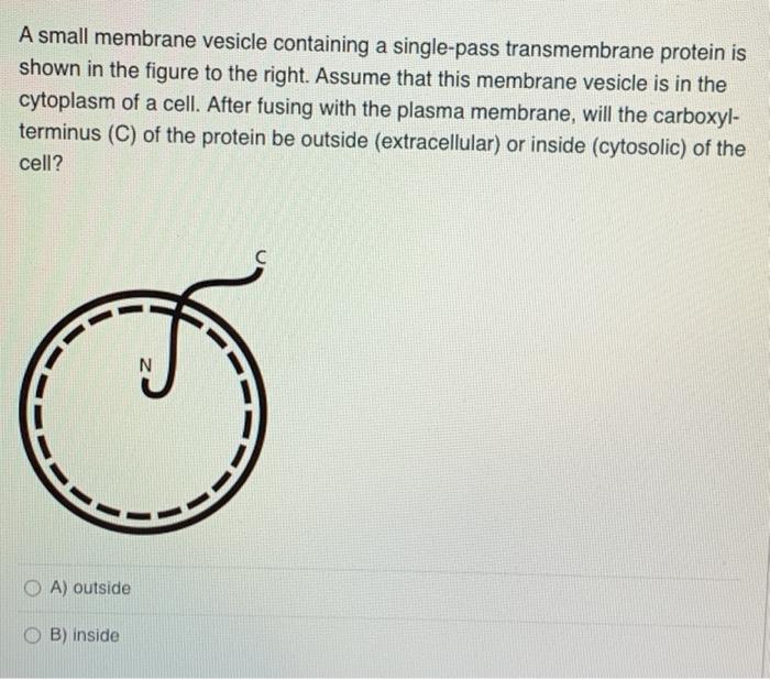 Solved A small membrane vesicle containing a single-pass | Chegg.com