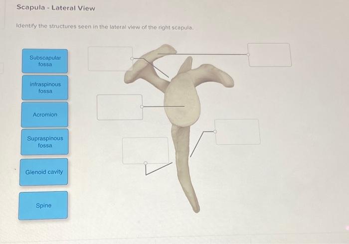 Solved Scapula Lateral View Identify the structures seen in | Chegg.com