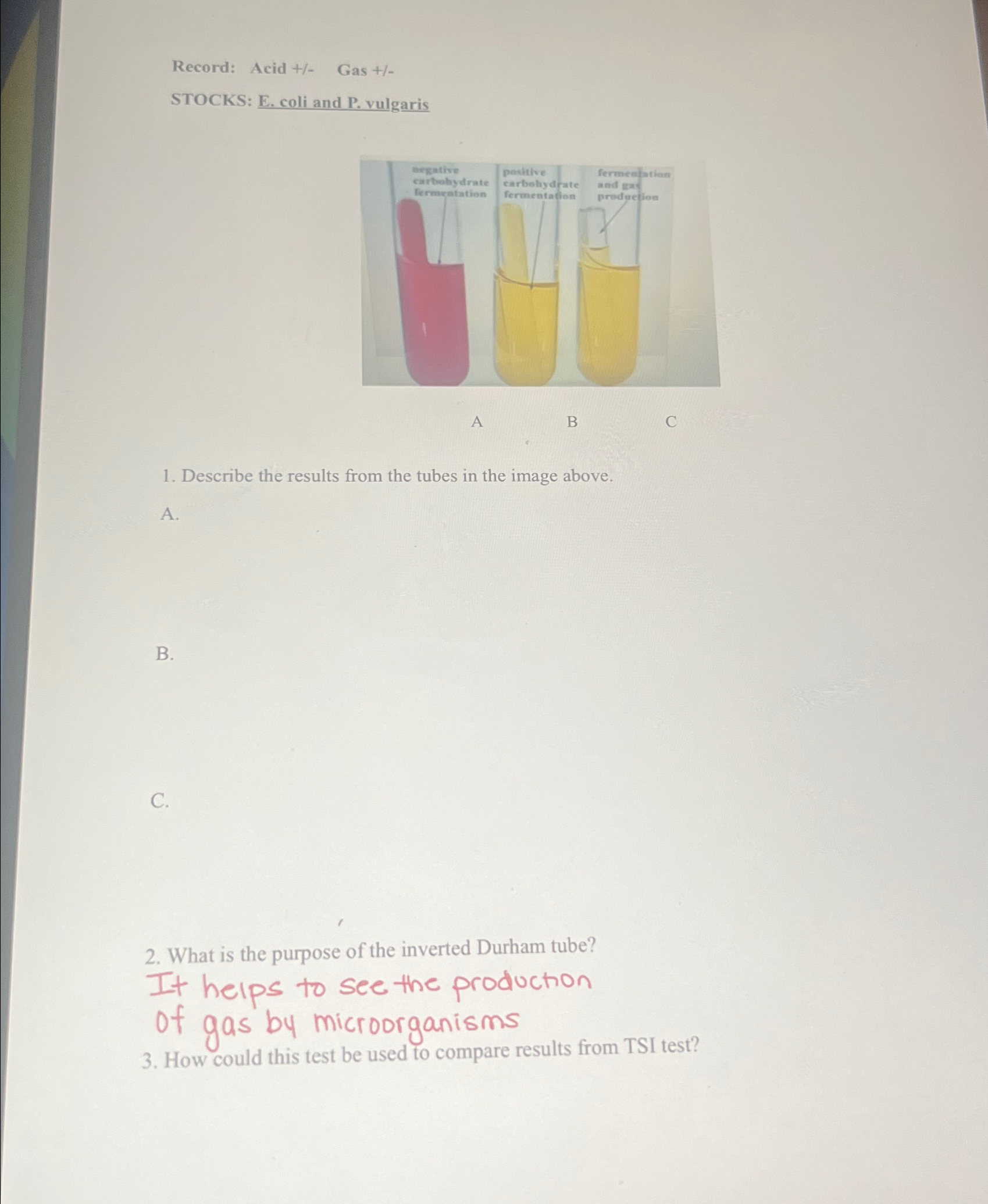 Solved Record: Acid +/- ﻿Gas +/-STOCKS: E. ﻿coli and P. | Chegg.com