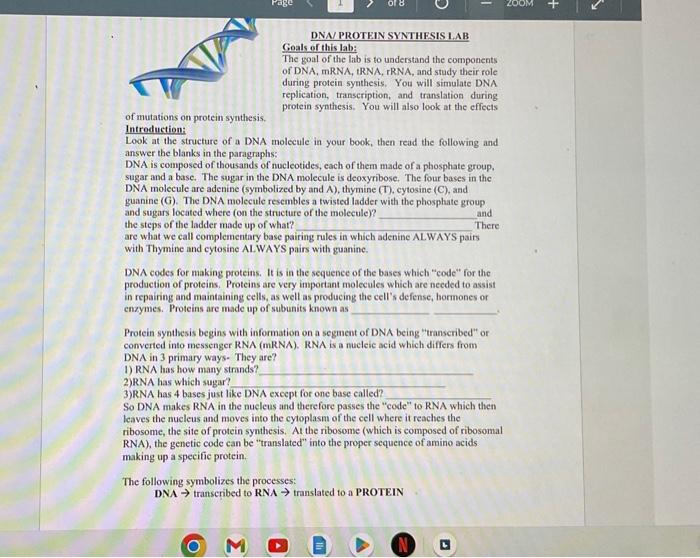 Solved of mutations on protein synthesis. during protein | Chegg.com