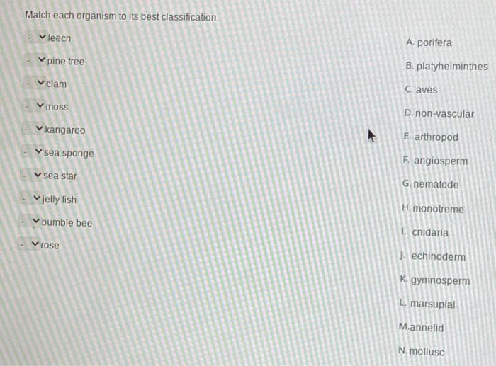Solved Match each organism to its best classification. leech | Chegg.com