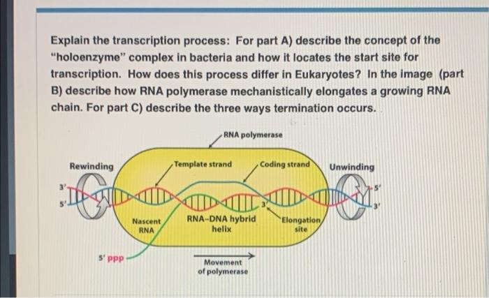 Solved Explain the transcription process: For part A) | Chegg.com