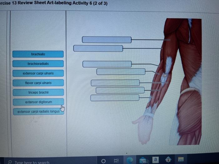 Solved ercise 13 Review Sheet Art-labeling Activity 6 (2 of | Chegg.com