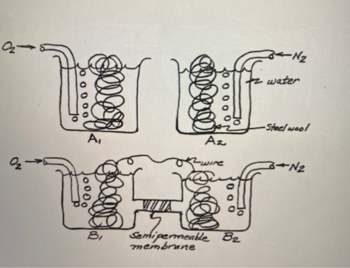 Solved What is the “oxygen concentration cell”? Consider the | Chegg.com