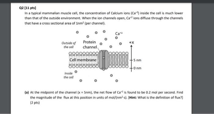 Solved In a typical mammalian muscle cell, the concentration | Chegg.com