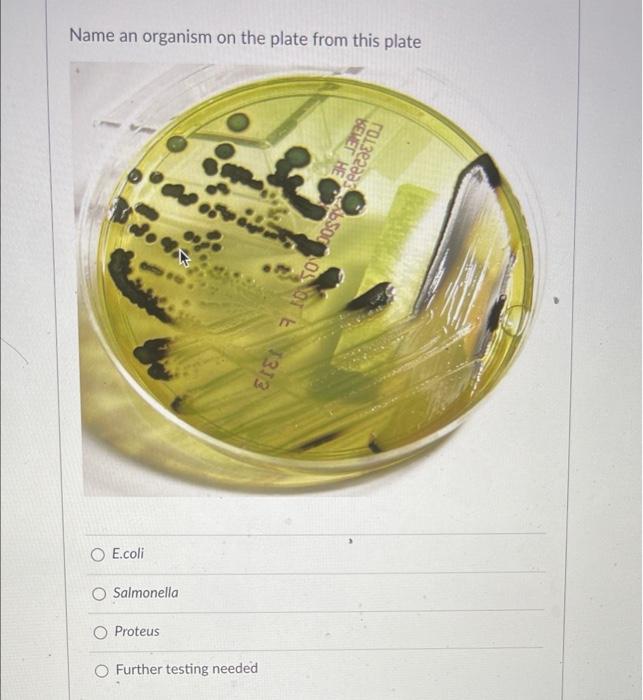 Solved Name an organism on the plate from this plate КЕМЕГ | Chegg.com