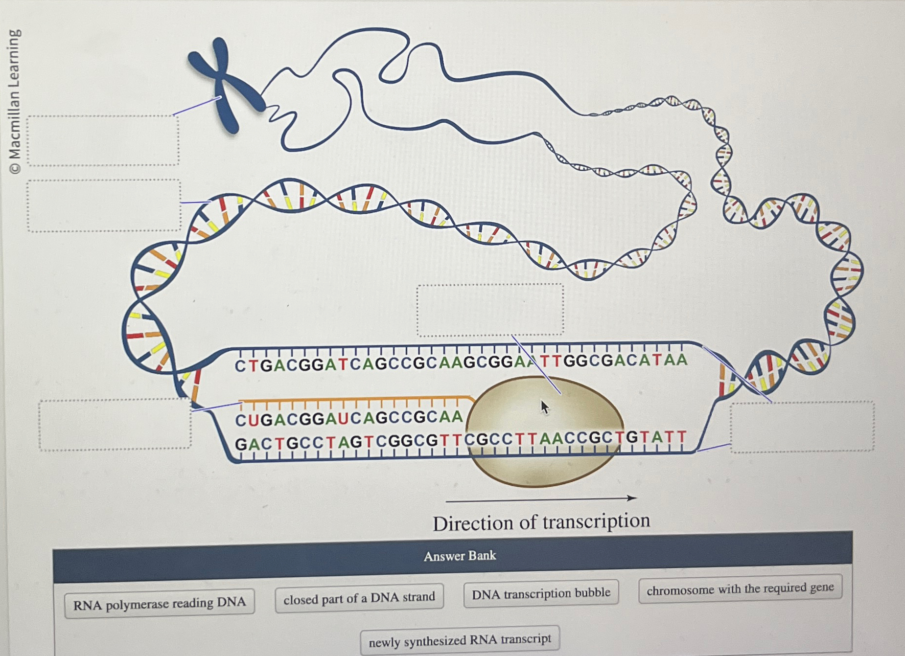 Solved Direction of transcriptionAnswer BankRNA polymerase | Chegg.com