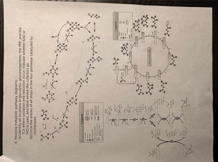 6. Reading metabolic pathway diagrams: (a) Identify | Chegg.com 6. Reading metabolic pathway diagrams: (a) Identify | Chegg.com