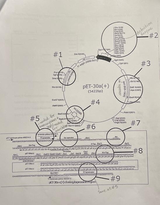 Solved Using the pET-vector map. please explain why each of | Chegg.com