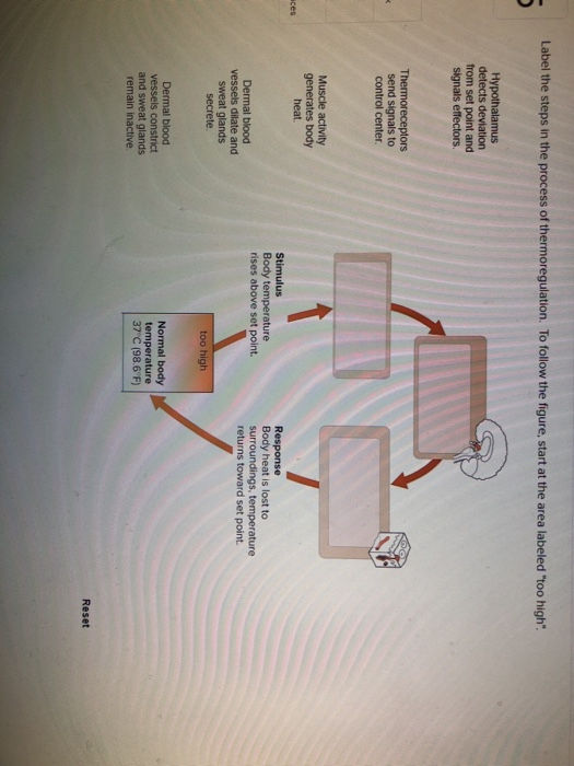 Solved Label the steps in the process of thermoregulation. | Chegg.com
