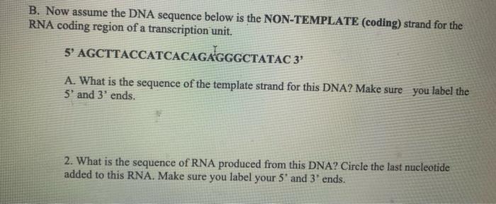 Solved C. Indicate the following for the double stranded DNA | Chegg.com