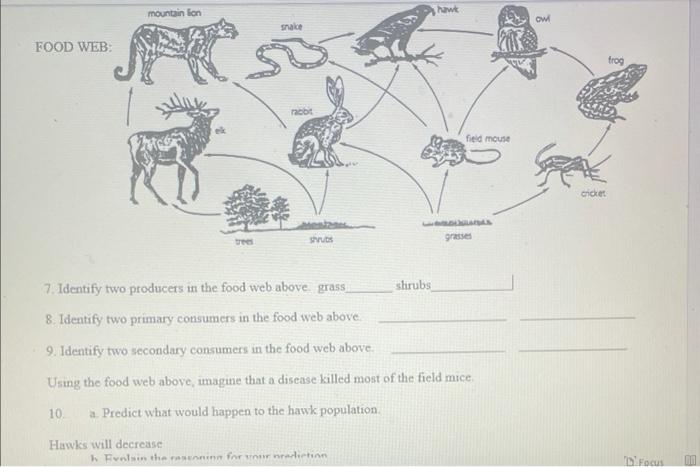 Solved 7. Identify two producers in the food web above. | Chegg.com