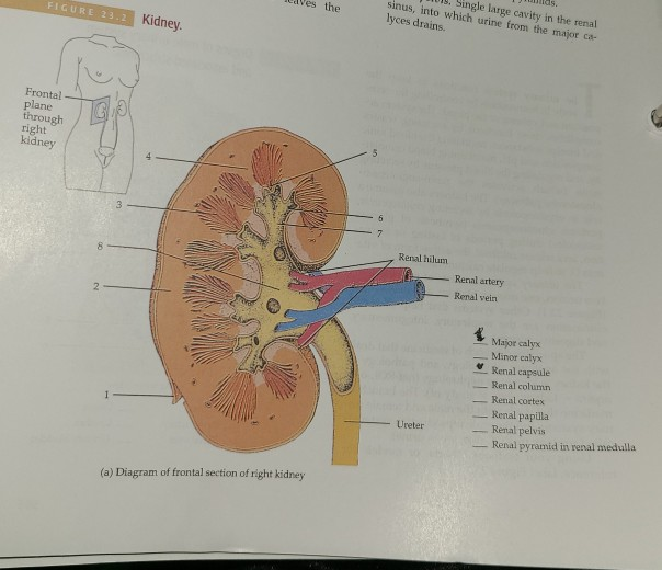 Solved FIGURE 23.2 Kidney. the Single large cavity in the | Chegg.com