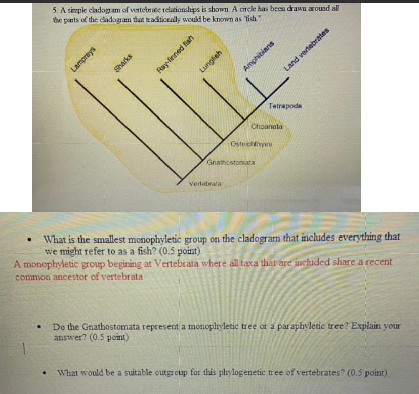 Solved A simple cladogram of vertebrate relationships is | Chegg.com