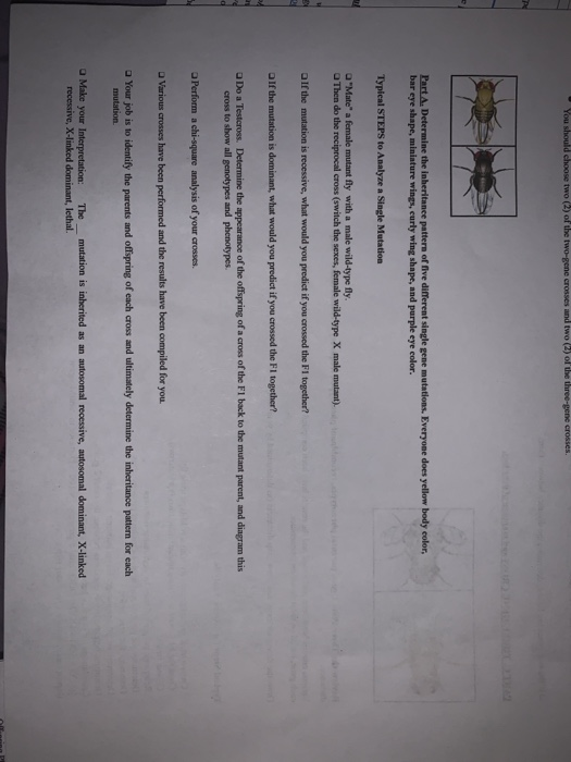 BIOL276 Virtual Fly Lab Simulation Review of | Chegg.com