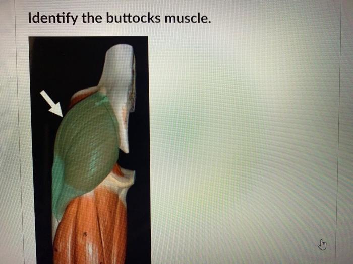 Solved Identify the buttocks muscle. | Chegg.com