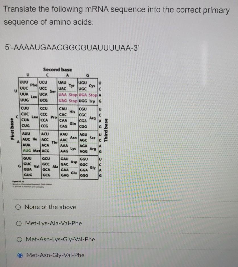 Solved Translate The Following Mrna Sequence Into The